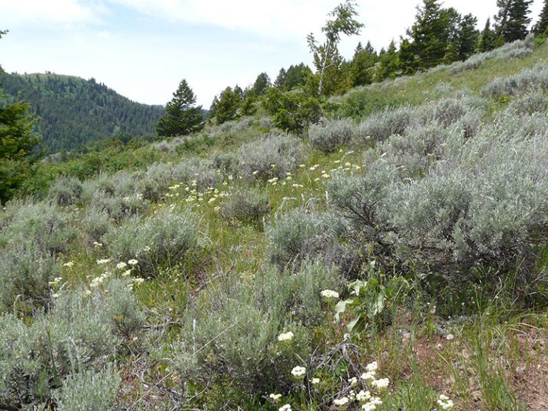 Artemisia tridentata / mountain big sagebrush – Fine Flowers in the Valley