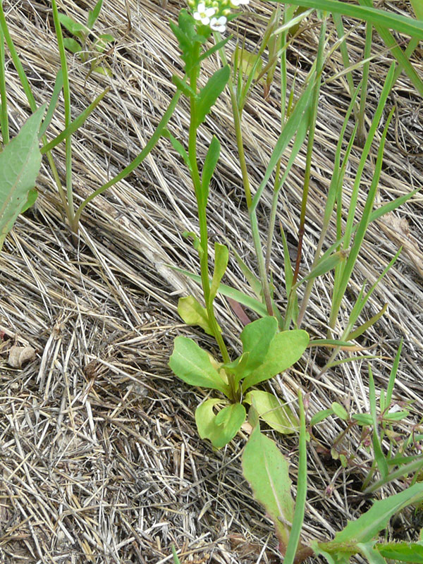 Comandra umbellata / bastard toadflax – Fine Flowers in the Valley