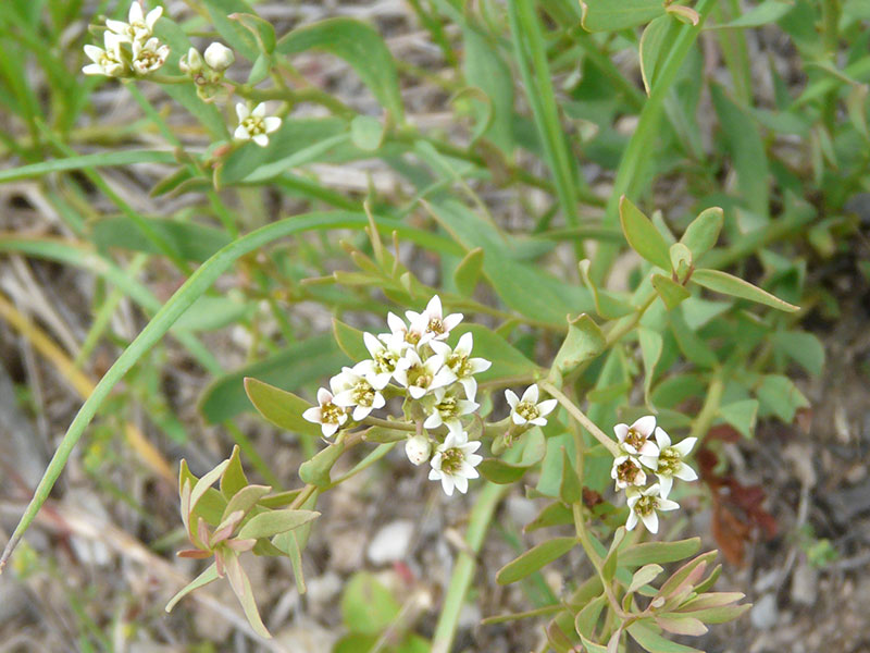 Comandra umbellata / bastard toadflax – Fine Flowers in the Valley