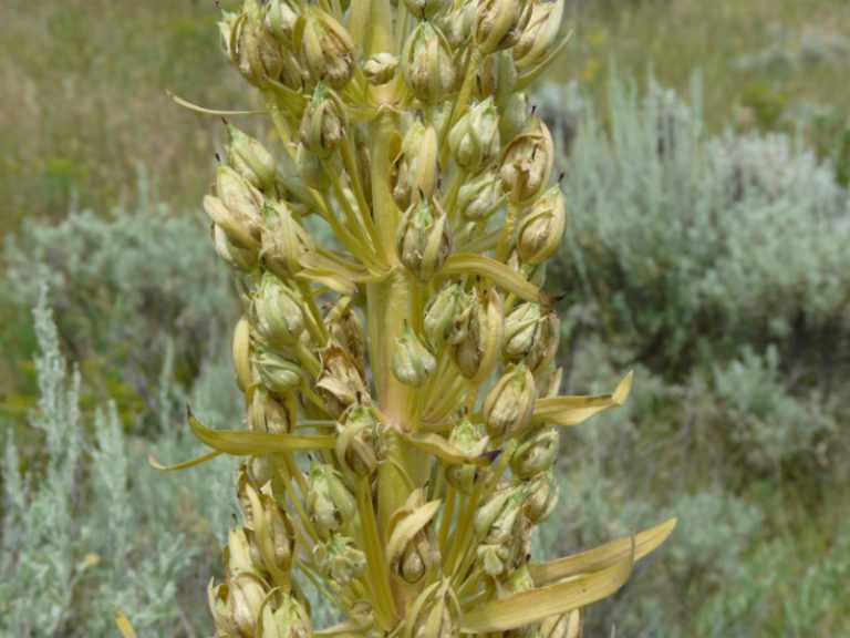 Frasera speciosa / monument plant – Fine Flowers in the Valley