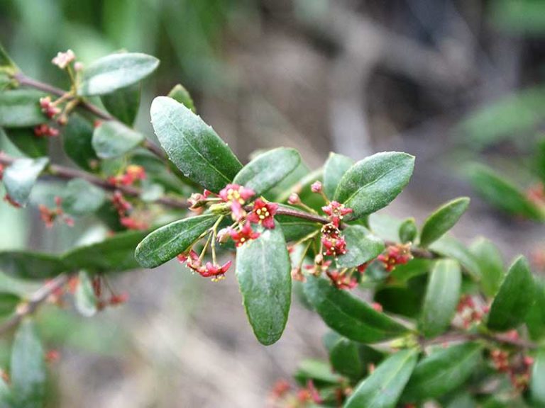 Paxistima myrsinites / Oregon boxwood – Fine Flowers in the Valley