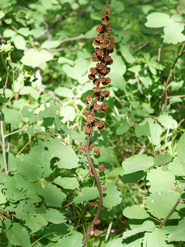 Pterospora andromedea / woodland pinedrops – Fine Flowers in the Valley