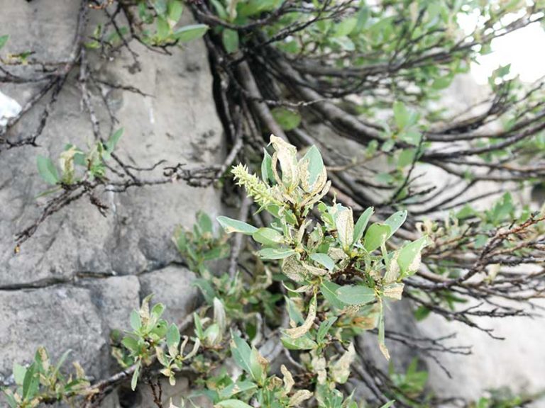 Salix glauca / grayleaf willow – Fine Flowers in the Valley